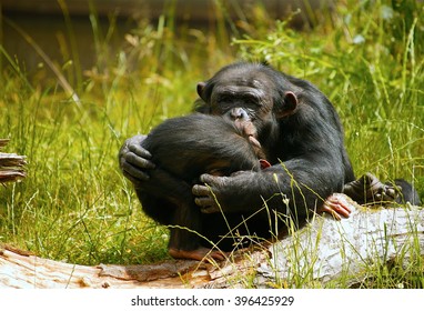 Monkey Hug Stock Photo 396425929 | Shutterstock
