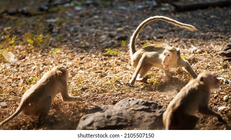 1,195 Shocked monkeys Images, Stock Photos & Vectors | Shutterstock