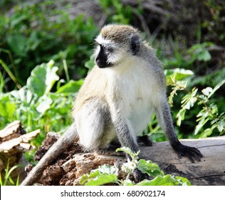 Monkey Isolated Stock Photo 680902174 | Shutterstock