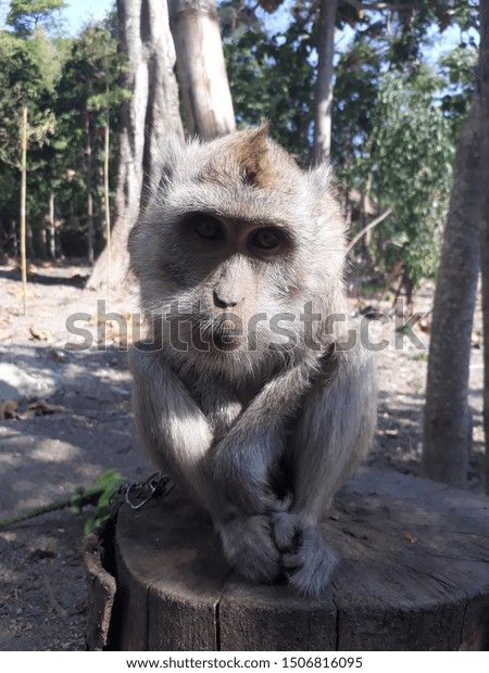 Monkey Java Island Stock Photo 1506816095 | Shutterstock