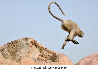 11,466 Jumping monkey Images, Stock Photos & Vectors | Shutterstock