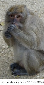 Monkey Without Tail Macaque Magot 스톡 사진 64558525 | Shutterstock