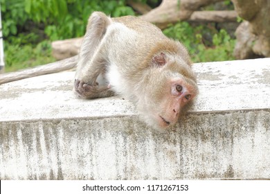 460 Monkey Lying Down Images, Stock Photos & Vectors | Shutterstock