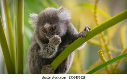 1,514 Monkey Looking Down Images, Stock Photos & Vectors | Shutterstock