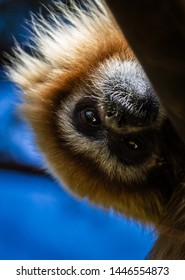1,514 Monkey Looking Down Images, Stock Photos & Vectors | Shutterstock