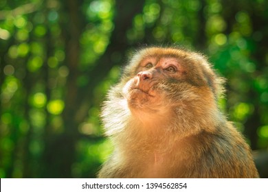 1,514 Monkey Looking Down Images, Stock Photos & Vectors | Shutterstock
