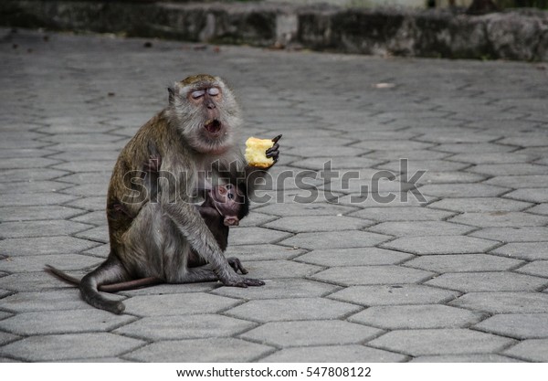 Monkey Looking Funny Stock Photo (Edit Now) 547808122