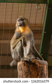 356 Monkey Looking Left Images, Stock Photos & Vectors | Shutterstock