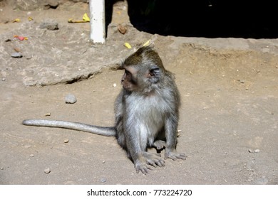 356 Monkey Looking Left Images, Stock Photos & Vectors | Shutterstock