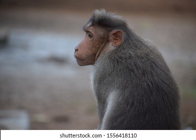 356 Monkey Looking Left Images, Stock Photos & Vectors | Shutterstock