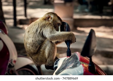 279 Monkey Looking In The Mirror Stock Photos, Images & Photography ...