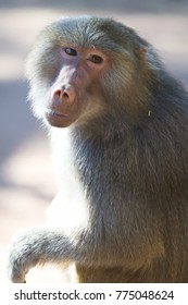 Monkey Looking Over Shoulder Stock Photo 775048624 | Shutterstock