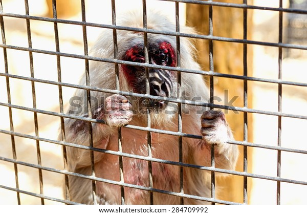 Monkey Looking Through Zoo Cell Grille Stock Photo 284709992 | Shutterstock