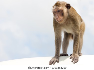 13,828 Walking monkey Images, Stock Photos & Vectors | Shutterstock
