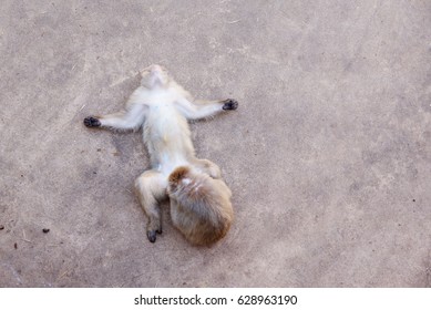 460 Monkey Lying Down Images, Stock Photos & Vectors | Shutterstock