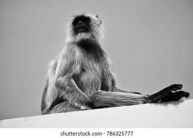460 Monkey Lying Down Images, Stock Photos & Vectors | Shutterstock