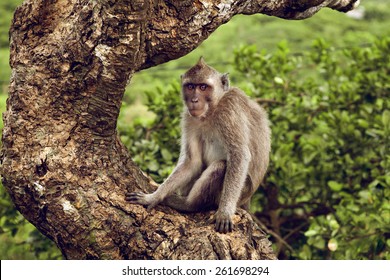 Monkey Macaca Fascicularis Stock Photo 261698294 | Shutterstock