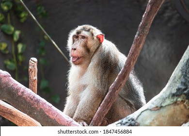 28 Head Shou Images, Stock Photos & Vectors | Shutterstock