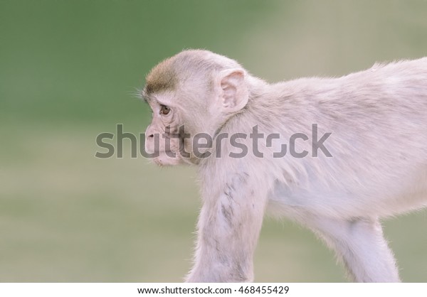 Monkey On Blur Background Stock Photo 468455429 | Shutterstock