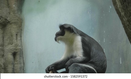 Frown Monkey Images, Stock Photos & Vectors | Shutterstock