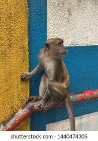 252 Monkey sitting on shoulder Images, Stock Photos & Vectors ...