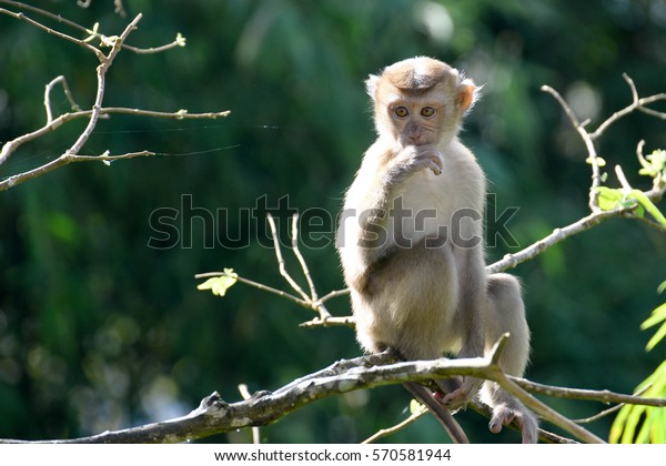 Monkey On Tree Branch Stock Photo 570581944 | Shutterstock