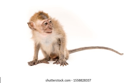 Monkey On White Background Macaque Isolated Stock Photo 1558828337 ...