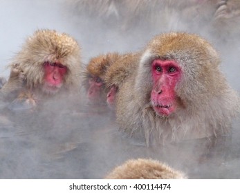 Monkey Onsen Stock Photo 400114474 | Shutterstock