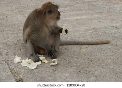 306 Chip monkey Images, Stock Photos & Vectors | Shutterstock