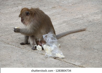 306 Chip monkey Images, Stock Photos & Vectors | Shutterstock