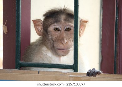 Monkey Peeping Through Window Stock Photo 2157133397 | Shutterstock