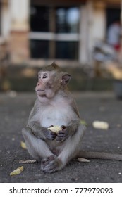 Monkey Phana Stock Photo 777979093 | Shutterstock
