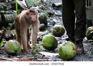 3,380 Coconut Monkey Images, Stock Photos & Vectors | Shutterstock