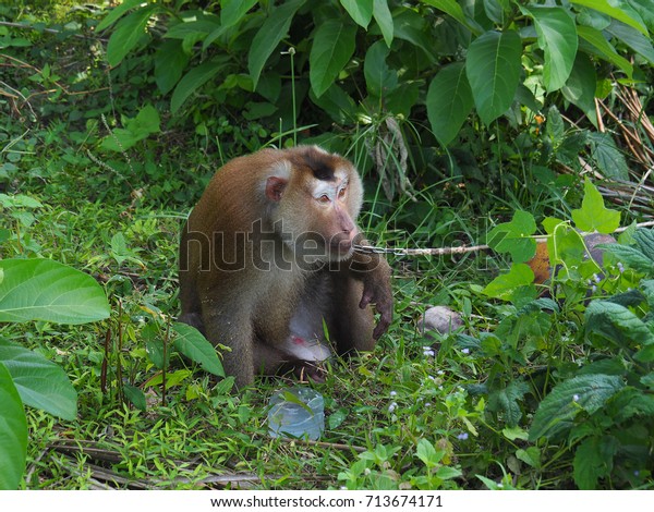Monkey Picking Coconuts Samui Island Take Stock Photo 713674171 ...