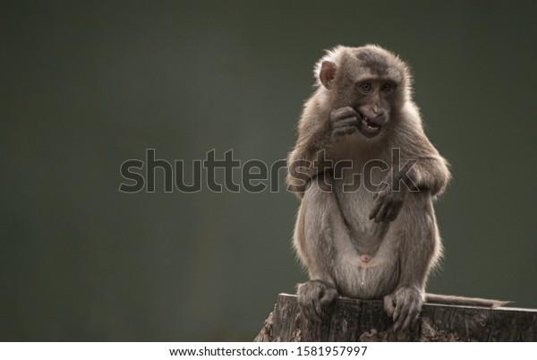 Monkey Picking His Tooth Needs Dentist Stock Photo 1581957997 ...
