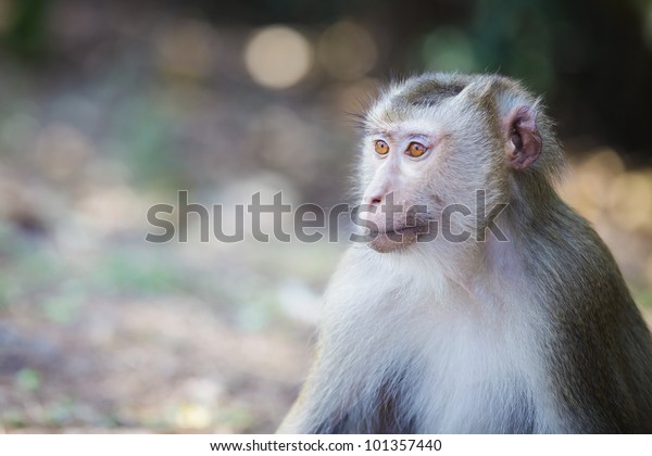 Monkey Pigtailed Macaque Stock Photo 101357440 | Shutterstock