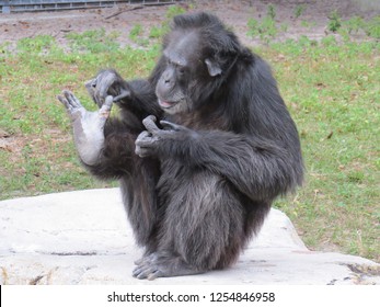 Famous Apes Gibraltar Located Upper Rock Stock Photo (Edit Now ...