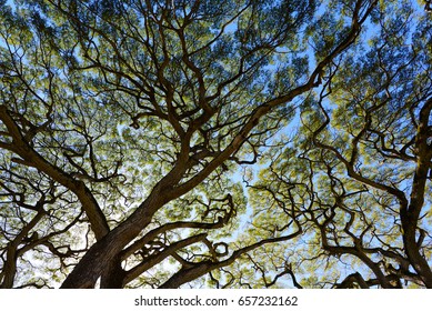 Monkey Pod Tree Stock Photo 657232162 | Shutterstock