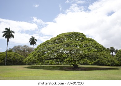 Monkey Pod Tree Stock Photo 709607230 | Shutterstock