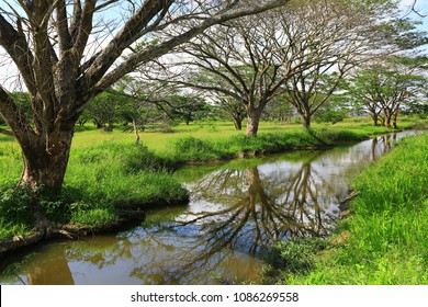 342 Jamjuree tree Images, Stock Photos & Vectors | Shutterstock