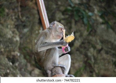 Stock Photo and Image Portfolio by Sanjith Katta | Shutterstock