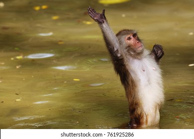 Monkey Waving Images, Stock Photos & Vectors | Shutterstock