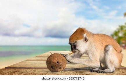3,360 Monkey coconut Images, Stock Photos & Vectors | Shutterstock