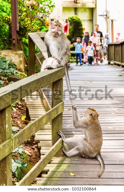 Monkey Pulls By Another Monkeys Tail Stock Photo 1032100864 | Shutterstock