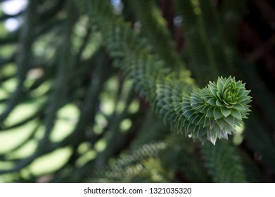 1,608 imágenes de Chile pine - Imágenes, fotos y vectores de stock ...