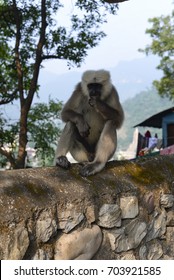 Monkey Rishikesh Stock Photo 703921585 | Shutterstock