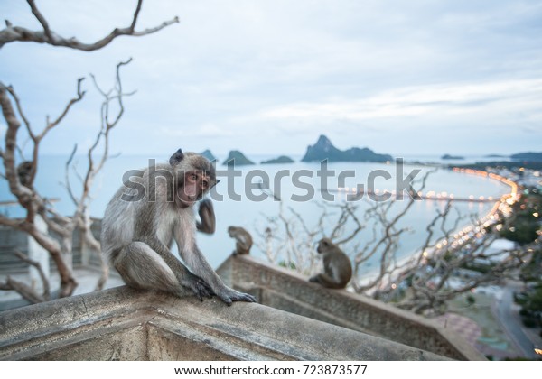 Monkey Scratch Head On Wall Next Stock Photo 723873577 | Shutterstock