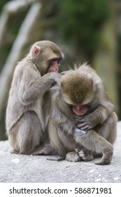 9,792 Monkey back Images, Stock Photos & Vectors | Shutterstock
