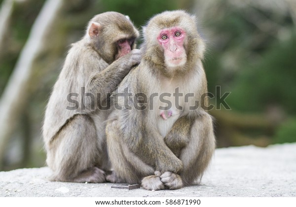 Monkey Scratching Other Monkeys Back Stock Photo 586871990 | Shutterstock