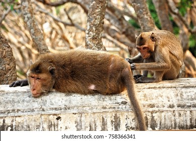 4 Tickling chimp Images, Stock Photos & Vectors | Shutterstock